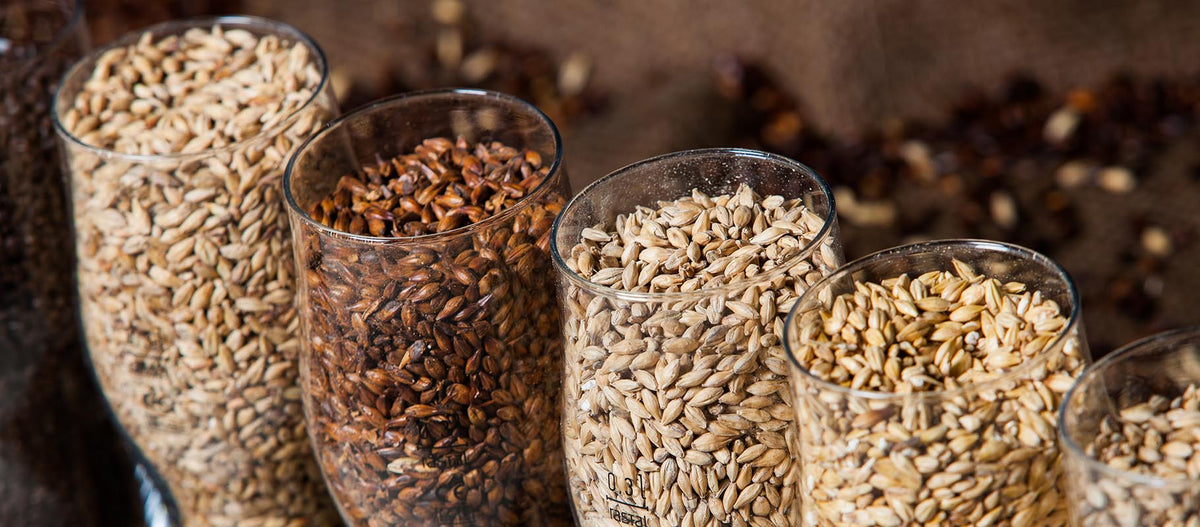 Malting Equipment - Ensure Malt Quality | Graintec Scientific