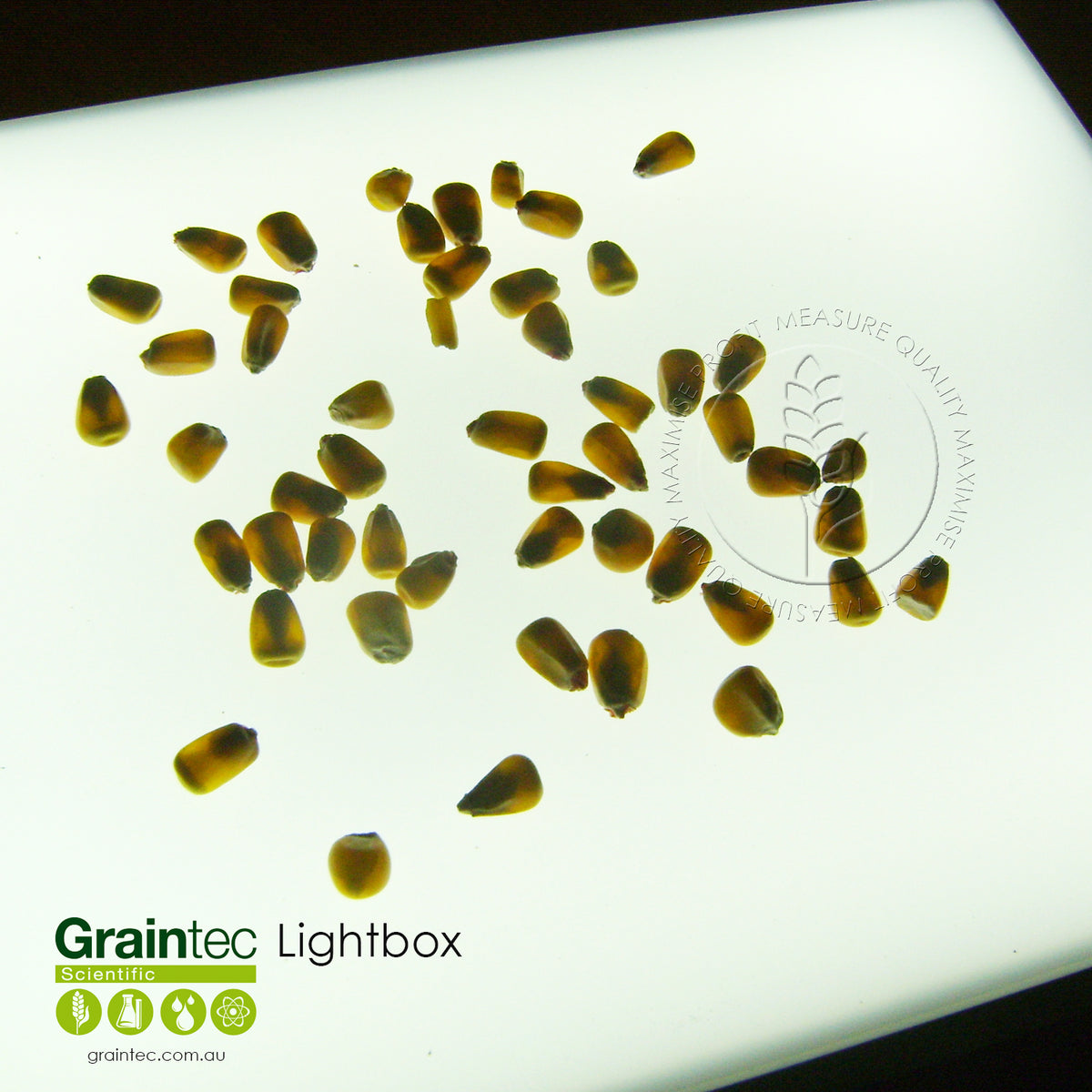 Lightbox - High-Quality Illumination for Accurate Grain and Seed ...